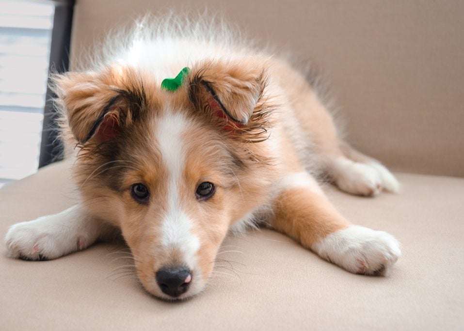 The 21 Easiest Dog Breeds To Own Page 20 The 21 Easiest Dog Breeds To Own Page 20