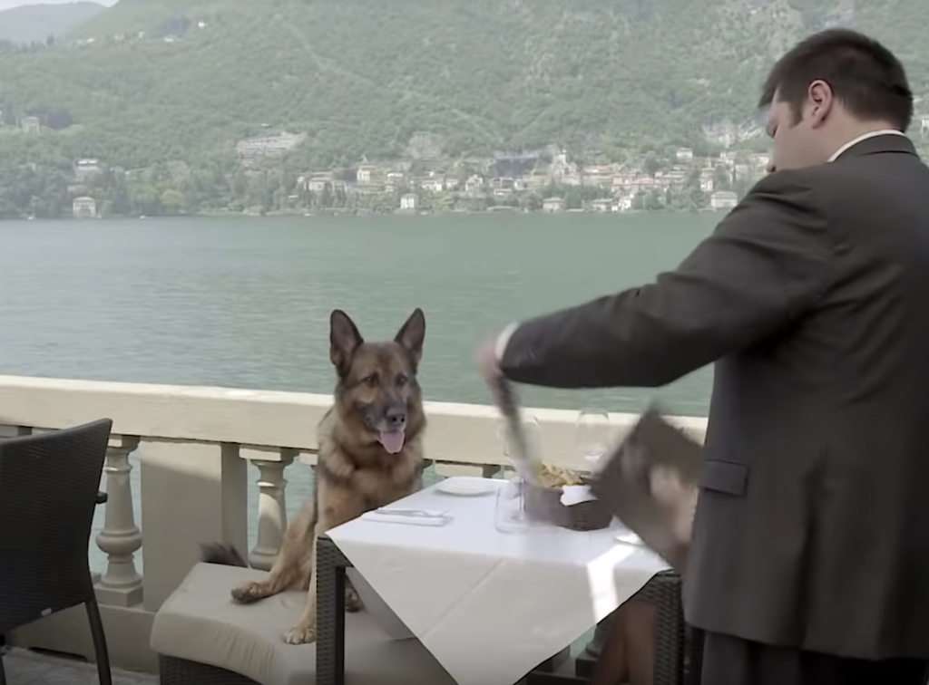 The Richest Pet in the World Is Worth $375 Million