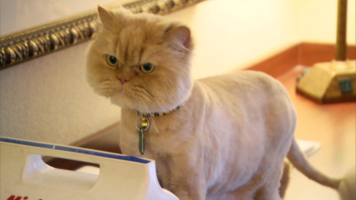 'My Big Fat Fabulous Life': Why Is Whitney Way Thore's Cat Named Henchi?