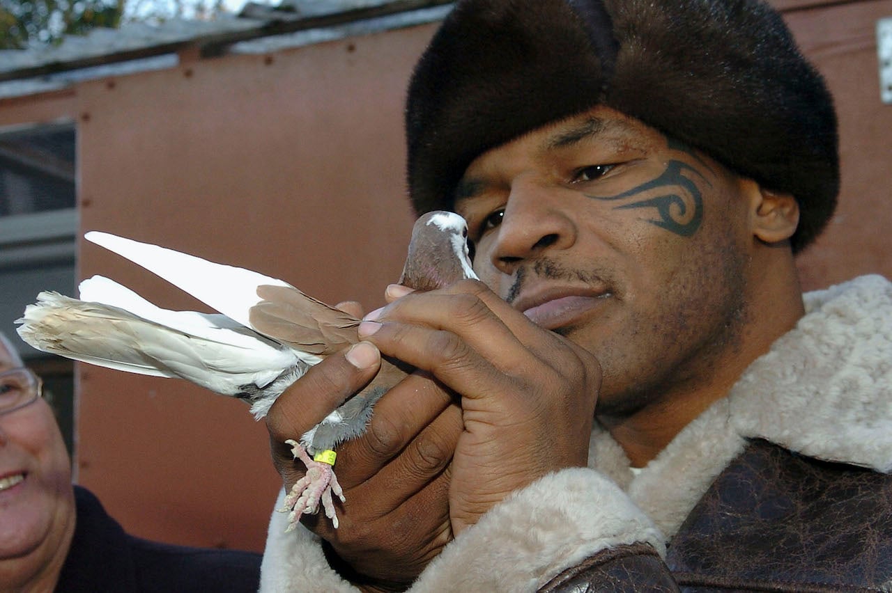 Mike Tyson Is so Close to His Pigeons That He Can Tell How They're ...