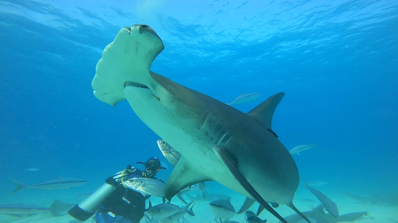 Malia From 'Below Deck Med' Goes Swimming With Sharks – 'I Am a Huge ...